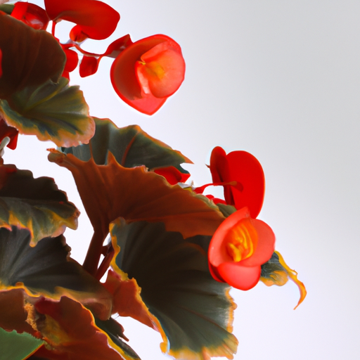 Begônia - Begonia spp. | Meu Lindo Jardim