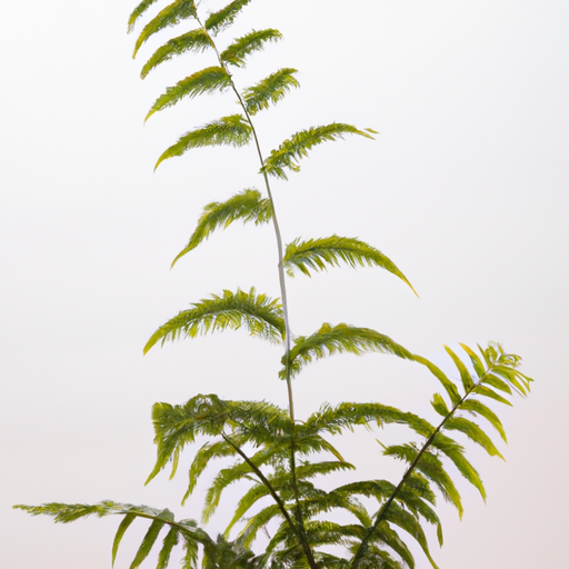 Samambaia - Nephrolepis exaltata | Meu Lindo Jardim