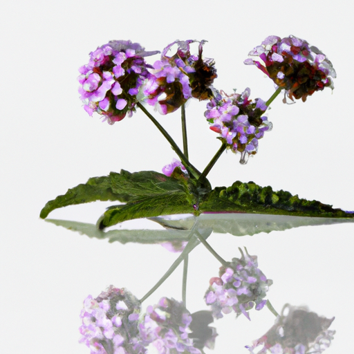 Verbena - Verbena spp. | Meu Lindo Jardim